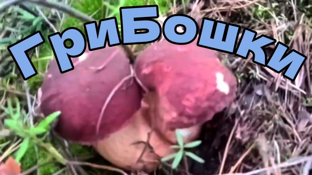 s03e16 ГриБошки
