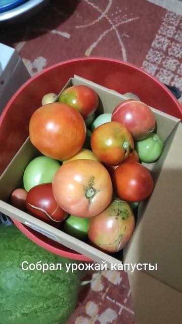 Урожай капусты