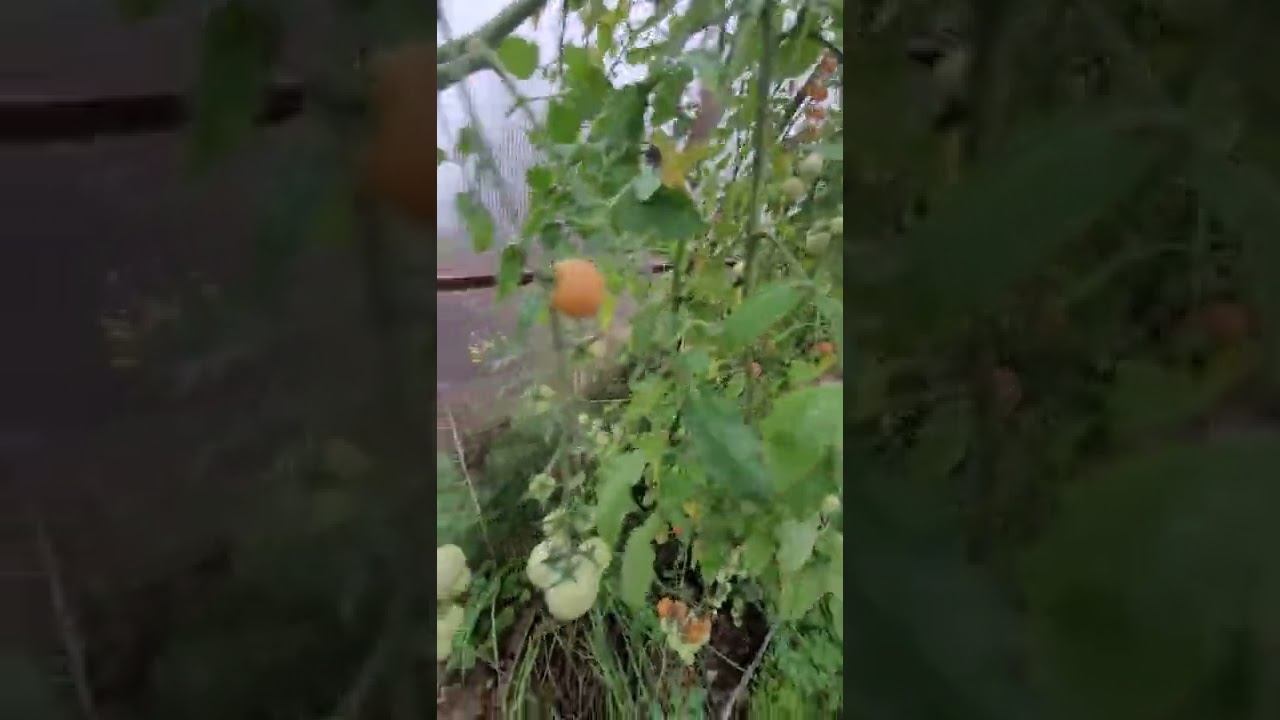 Осенняя помидора черри.    Разрыв шаблонов. Урожай на новый год!!!