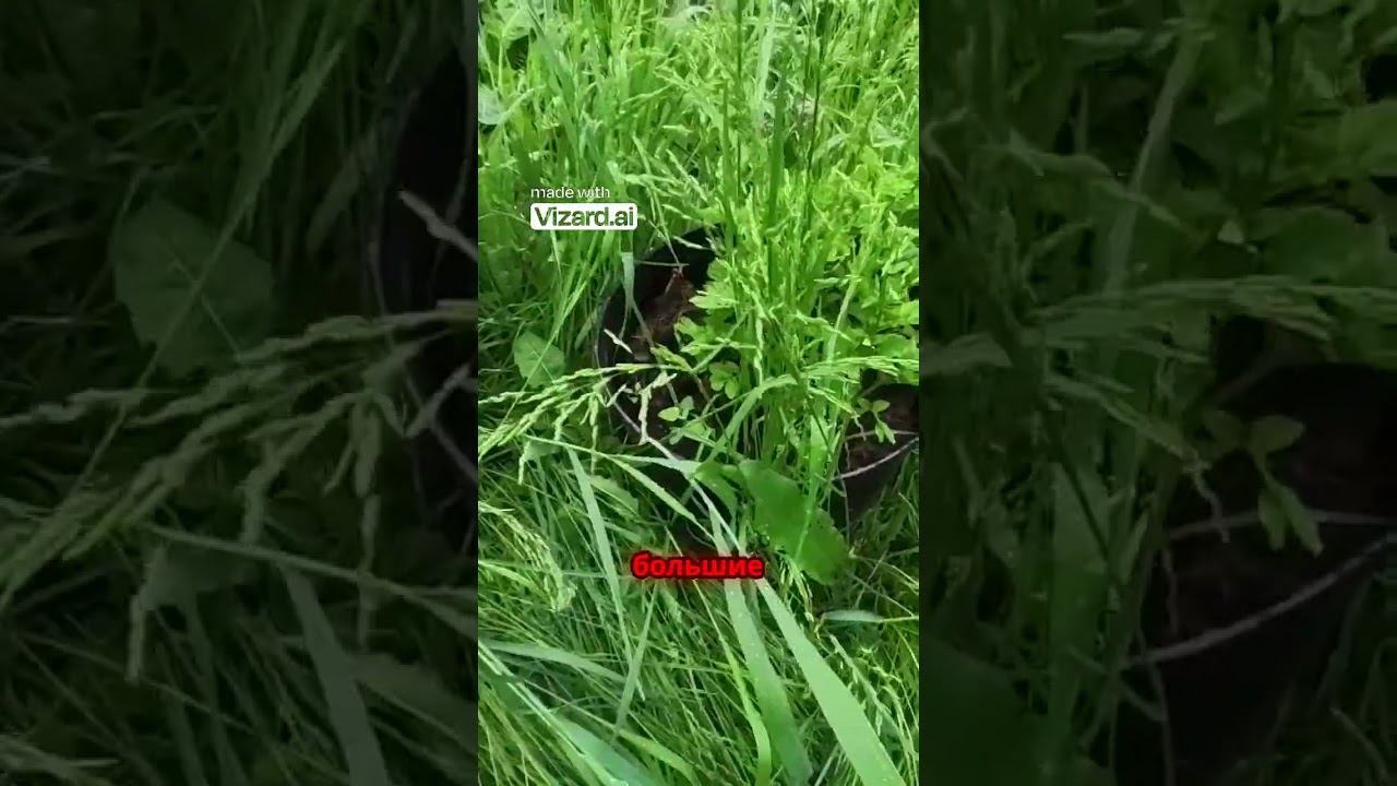 Может ли картофель восстановиться после морозов?