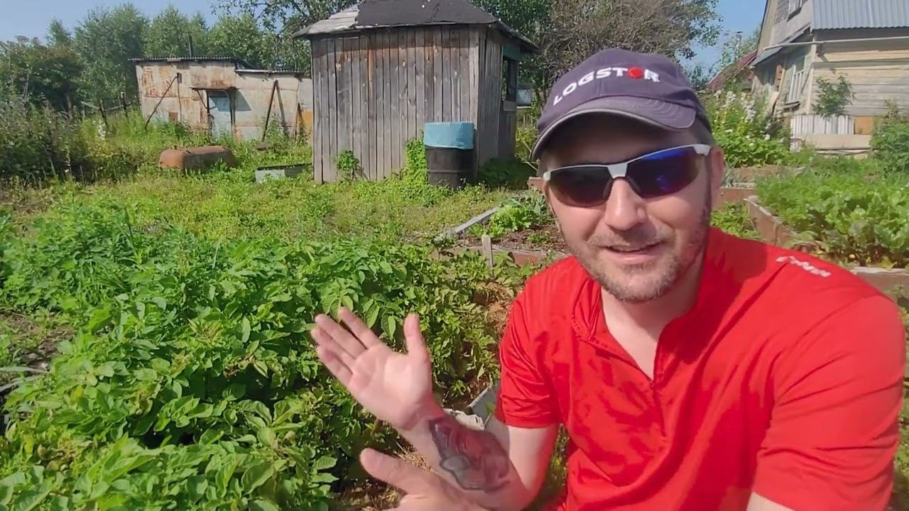 Обзор огорода на 1 июля. Как растёт картофель?