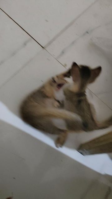 Котята играют