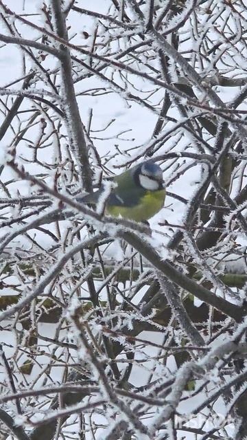 О птичках. Лазоревка. Синяя Синица прилетает к нам зимой, нечем ей кормиться в чаще холодной, лесной