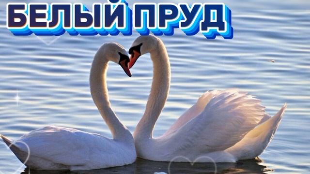 Белый пруд.Лебеди. Сергиев Посад.