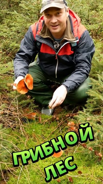 Грибной лес.