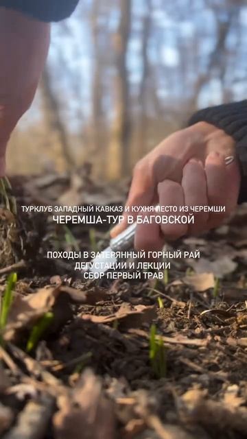 Черемша тур