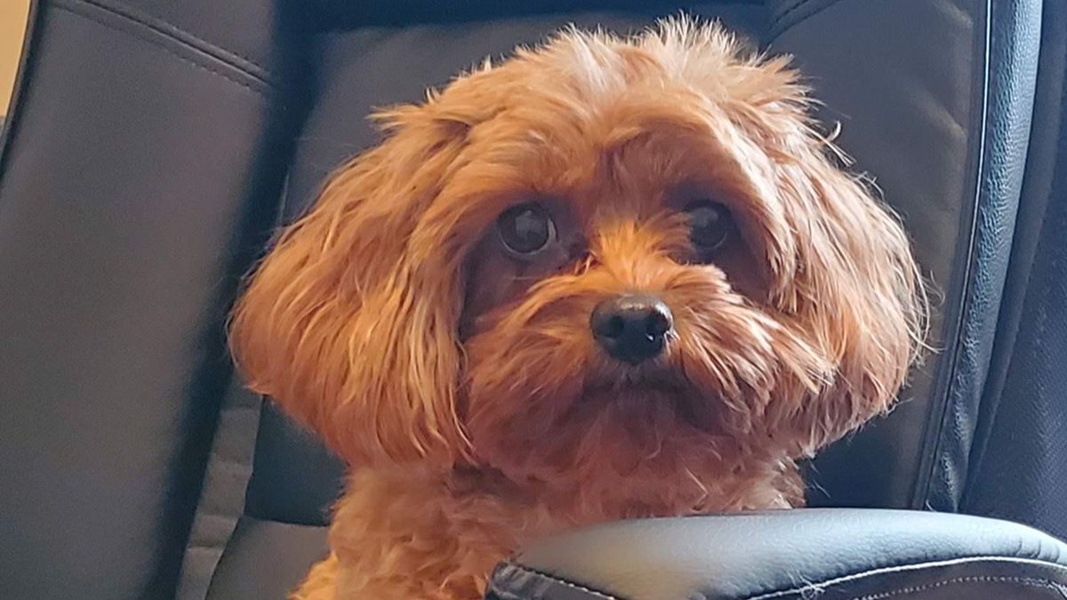 Белл веселая собака