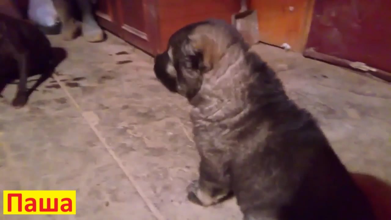 Новый хозяин фермы начинает командовать