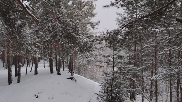 Немного про деньги в нашей жизни на фоне зимнего леса