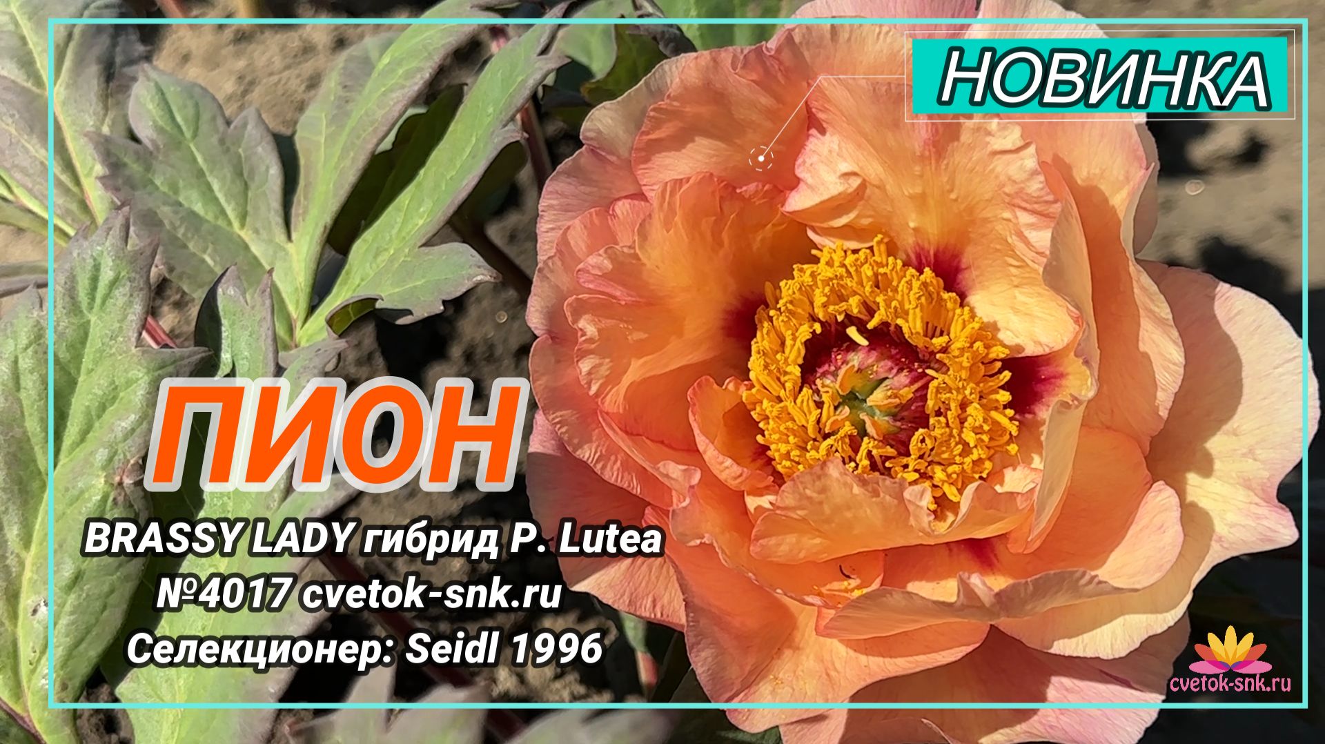 ПИОН "BRASSY LADY" гибрид P. Lutea/Сад Ворошиловой