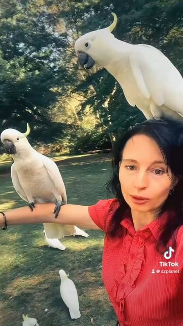 Налет попугаев в Австралия 🇦🇺. Белые какаду