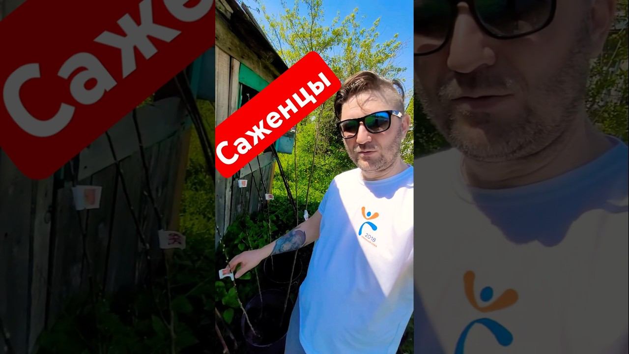 Новый дачный сезон. Саженцы плодовых деревьев. #удачныевыходные #яблоня
