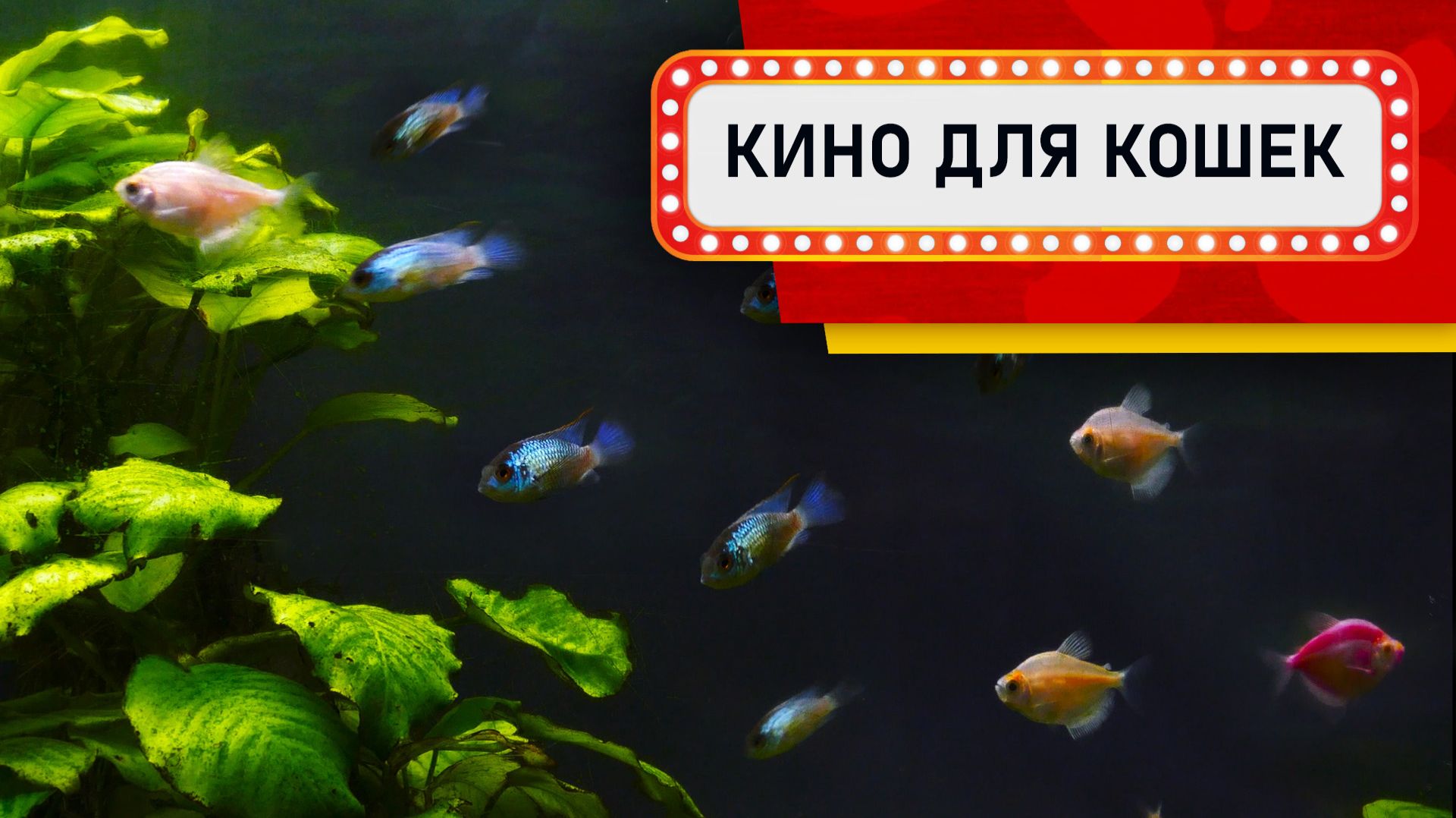 Видео для Кошек - Большой зеленый аквариум (Развлеки своего кота)