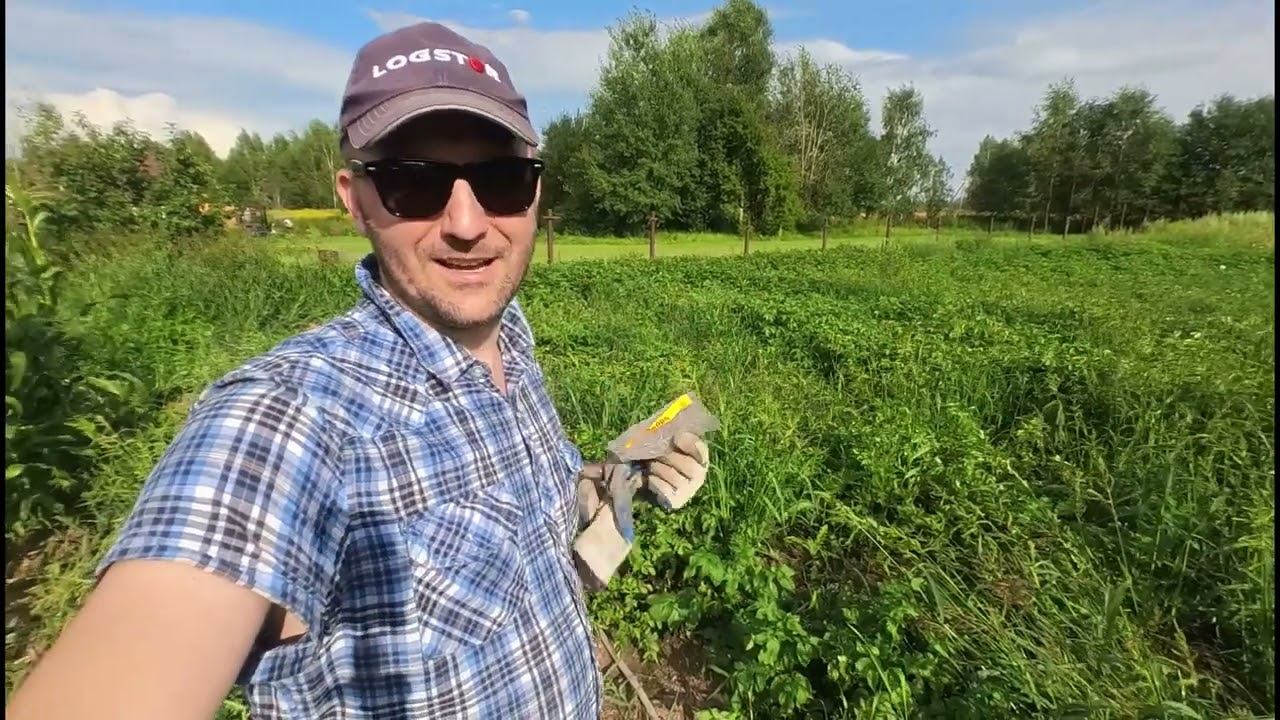 Вы не поверите как много картофеля мне удалось выкопать!