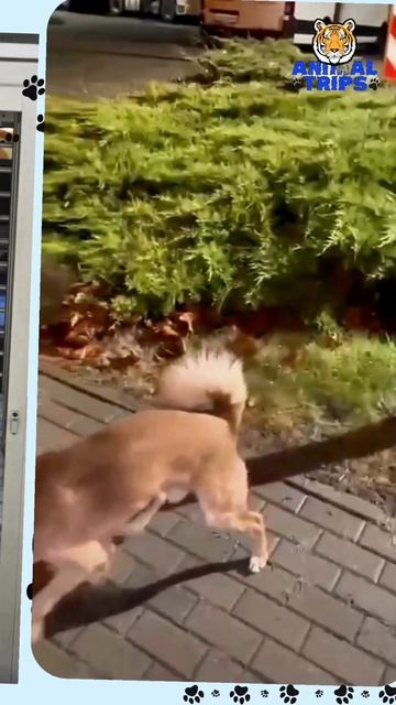 Макс ехал из Москвы в Бельгию не один — он ехал в заботе ❤️🚐|Animal Trips