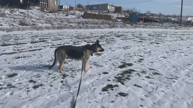Овчарка тянет поводок и не слышит хозяина
