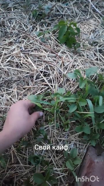 У всех свой кайф , но сорняки не моё
