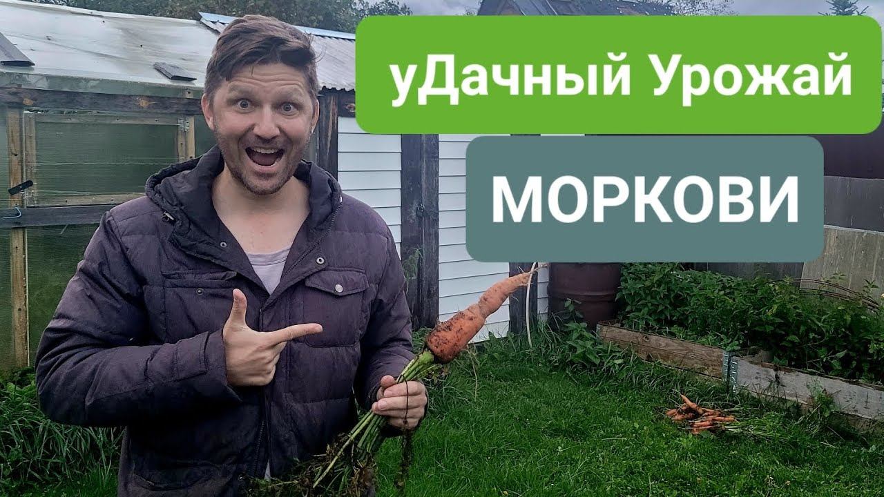 Какой результат посадки моркови под снег? #морковь #дача #деревня