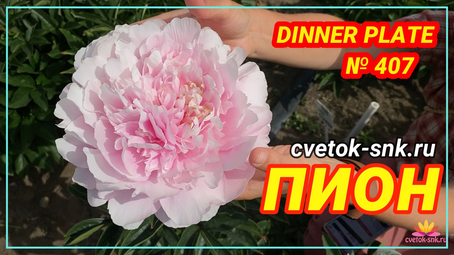 Травянистый "DINNER PLATE"/Сад Ворошиловой