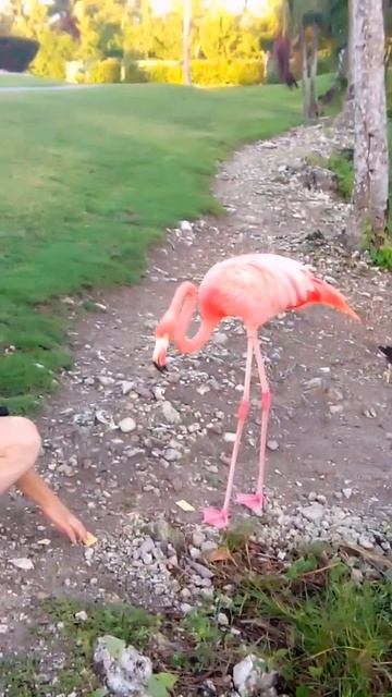 А вы видели фламинго вблизи?