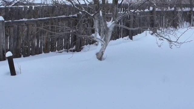 Много снега. Настоящая зима наступила. Сад под белым покрывалом! Снег укрыл всё!