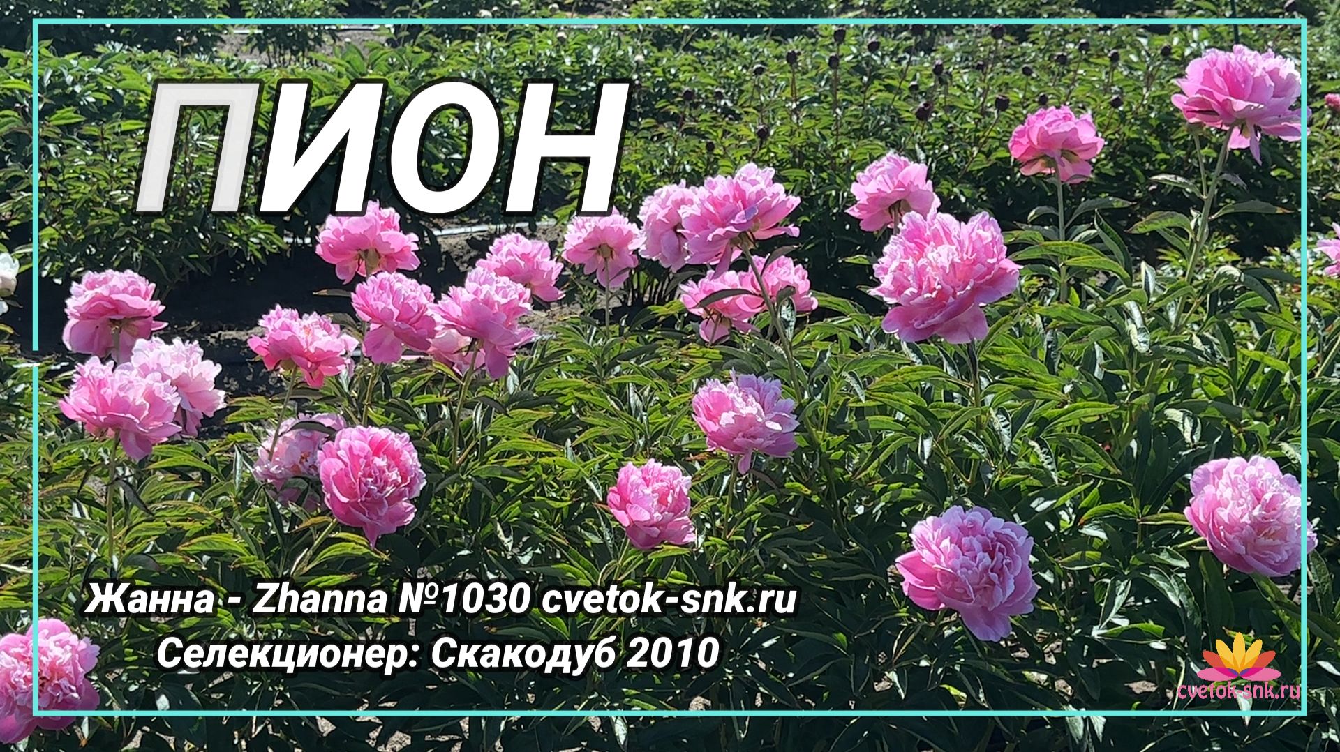 Травянистый "Жанна - Zhanna"/Сад Ворошиловой