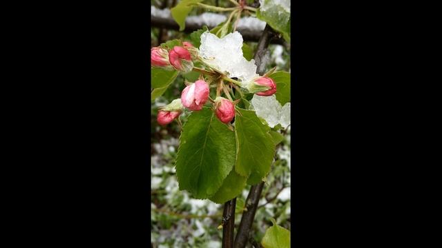 Яблоня цветет.Яблоня урожай