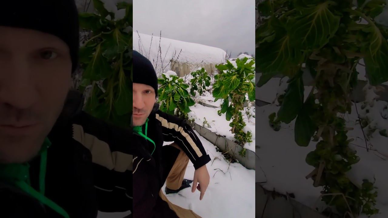 Такого я ещё не видел! Самый поздний урожай брюссельская капусты. #удачныевыходные #капуста #дача