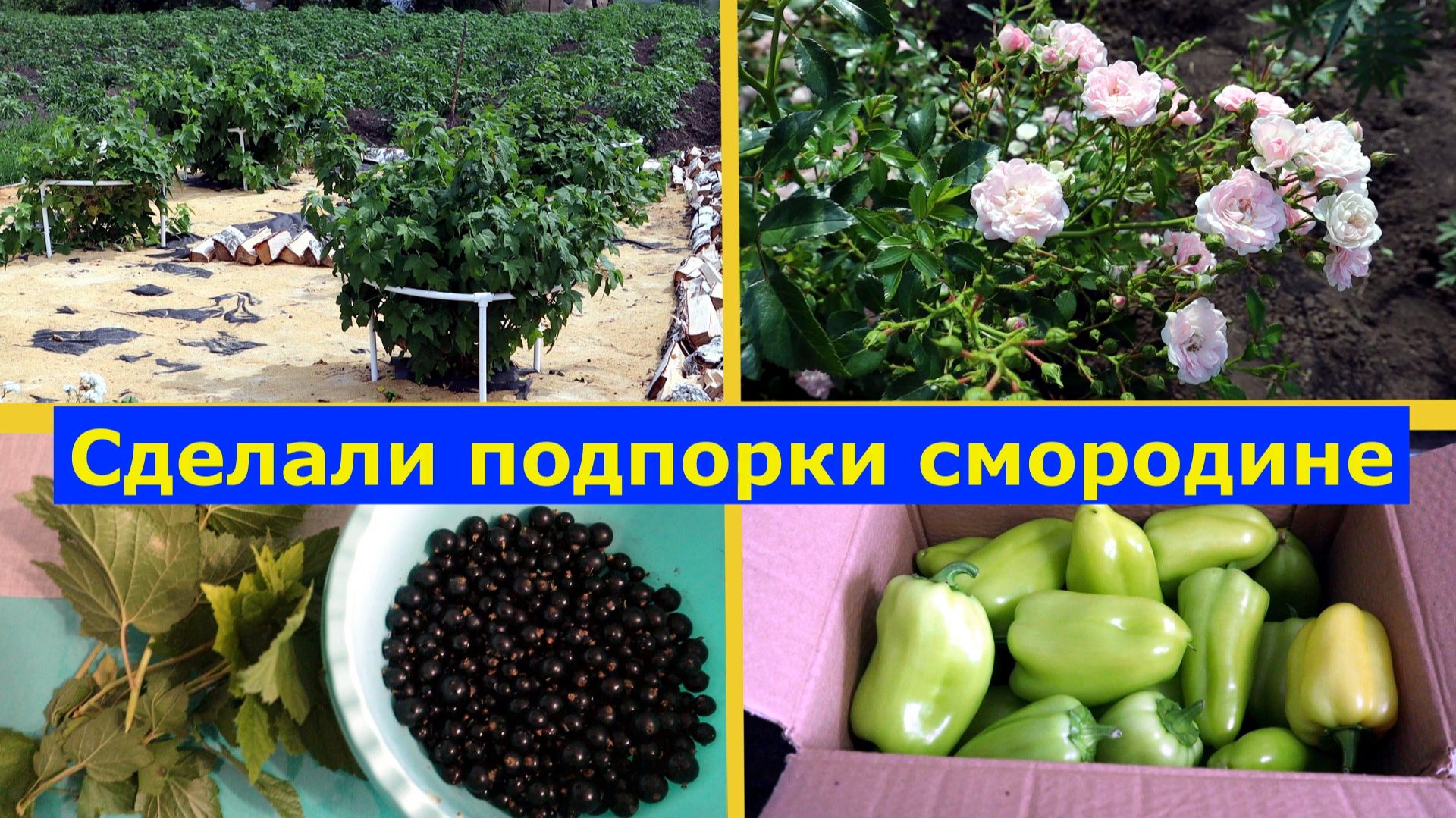 VLOG 10.07.2025г. Собрала перец. Пышные петунии. Смородина.   #огород #деревенскаяжизнь #бассейн