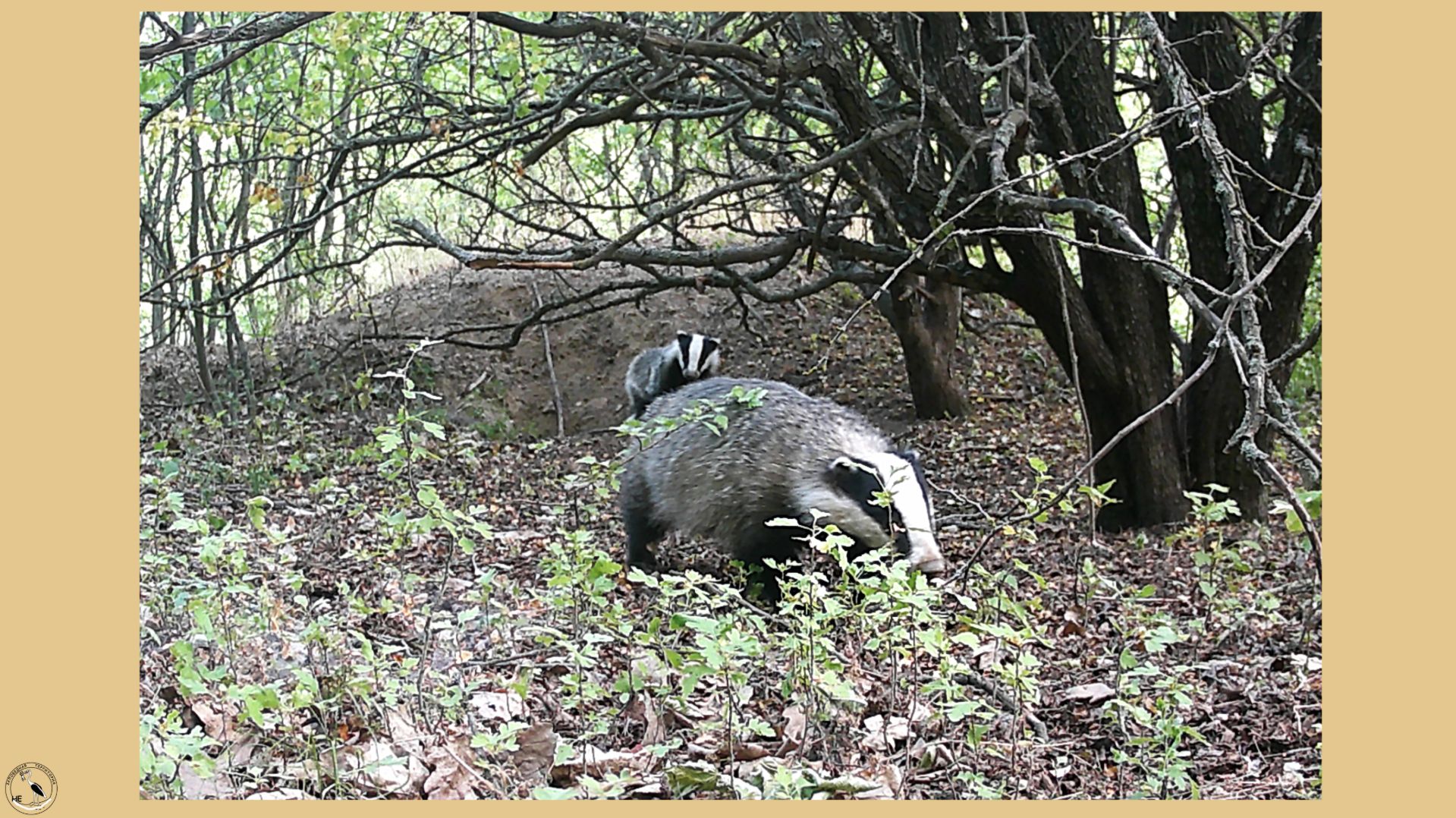 Дети барсуков и их родители в первую ночь выхода малышей наружу, 14.06.25