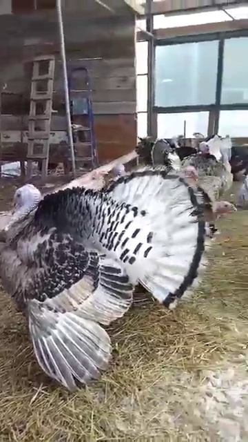 Умные индюки