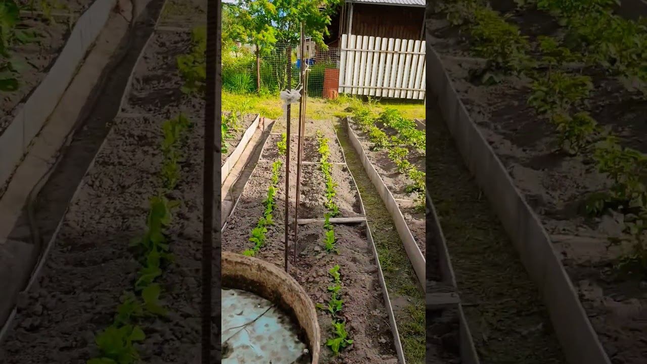 Идеальный порядок в огороде! #удачныевыходные #дача #высокиегрядки #мотивациядня