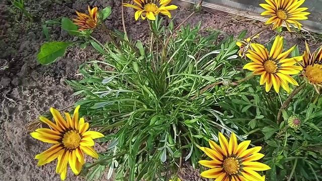 Газания: яркий однолетник для сада, который выращиваю из семян