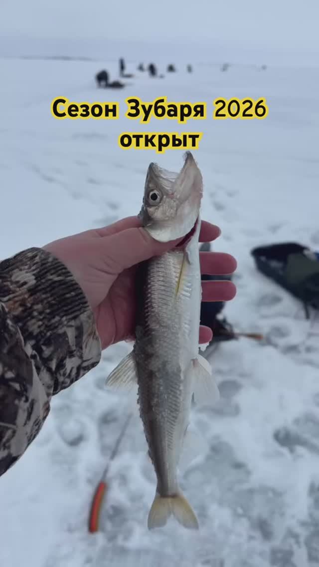 Зубарь(Корюшка Азиатская) сезон открыт!