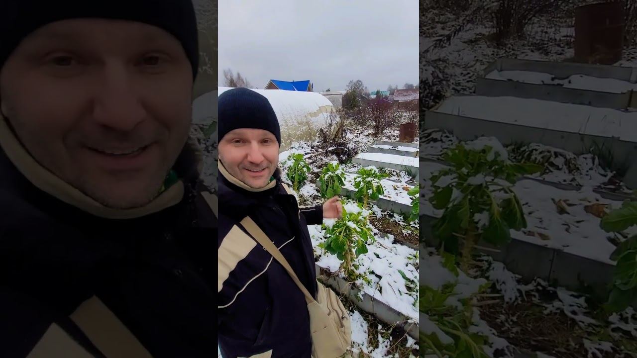 Брюссельская капуста растёт под снегом. #удачныевыходные #дача #капуста кап