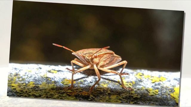 Nilotpala - Стражи руси