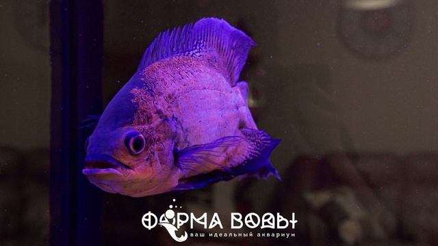 Кон-Тики, Пресноводный аквариум в стиле Псевдоморе, 900 литров