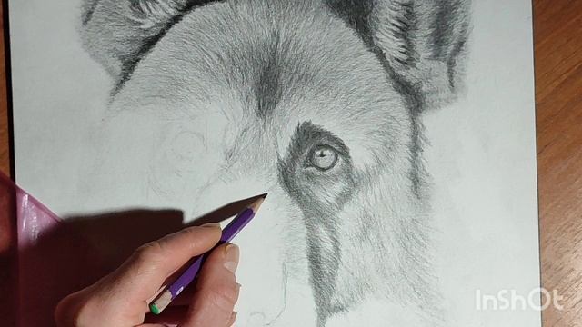 Немецкая овчарка