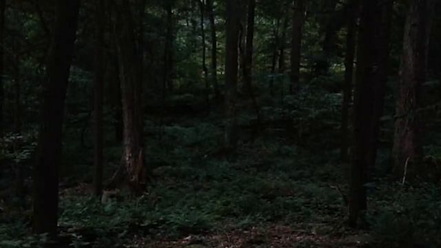 a twilight study playlist