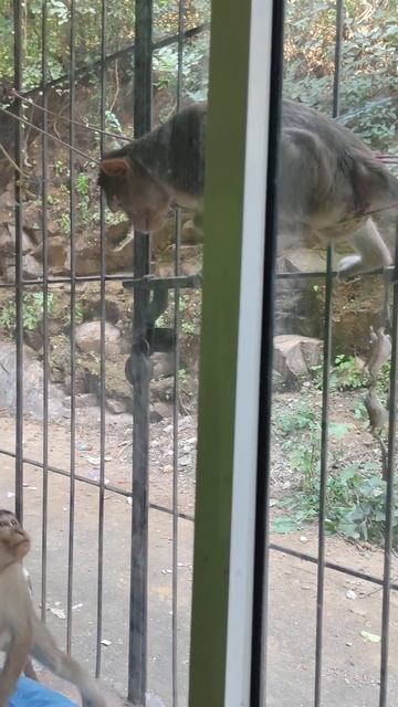 Мартышки пришли в гости