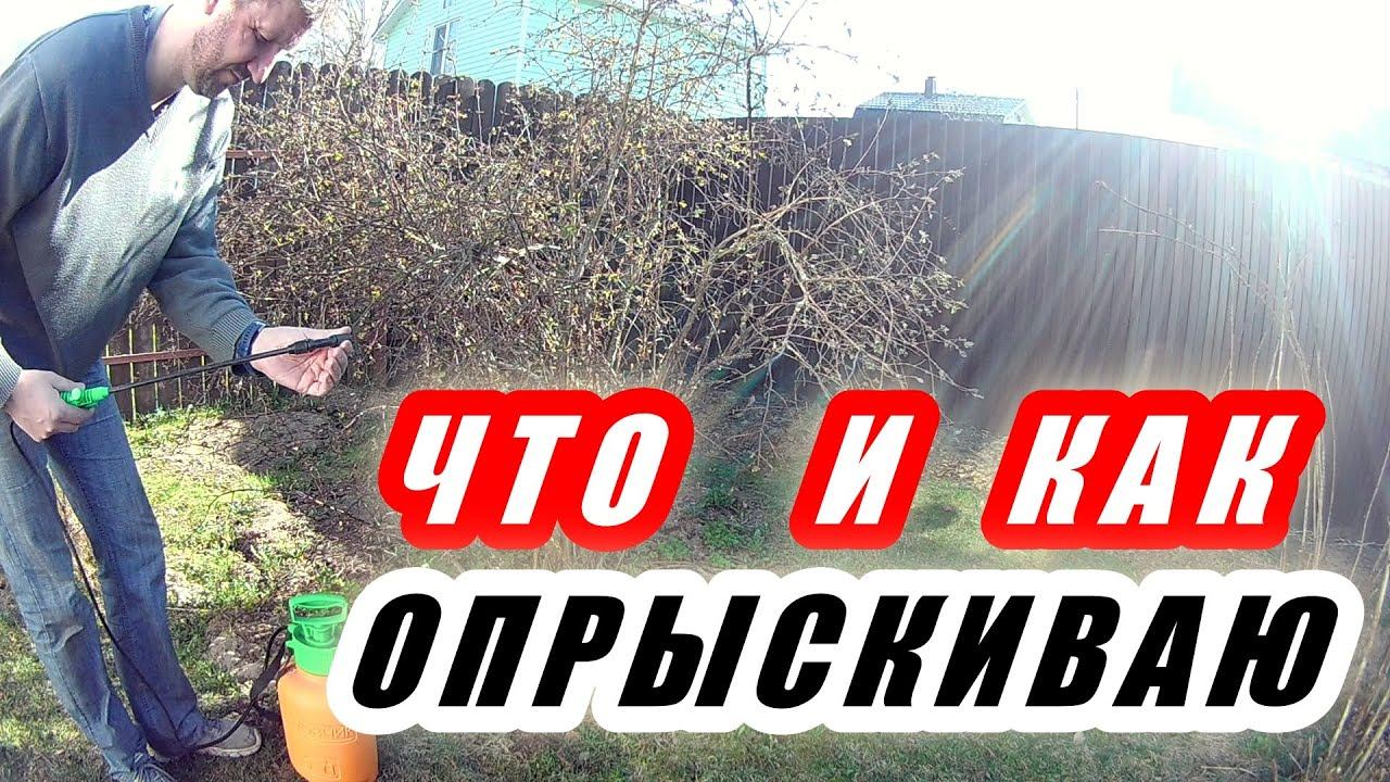 Подготовка деревьев и кустарников к лету.