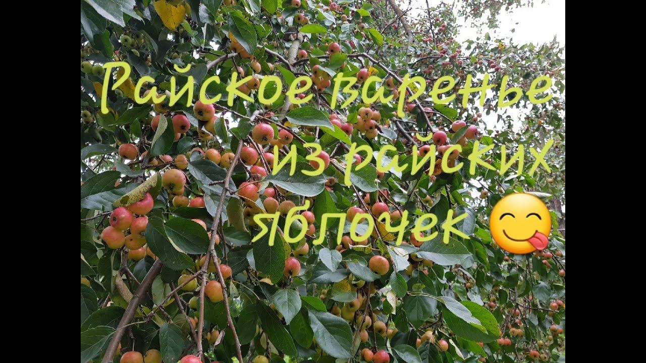 Из архива: Душистое и ароматное - варенье из яблок ранеток и черноплодной рябины.