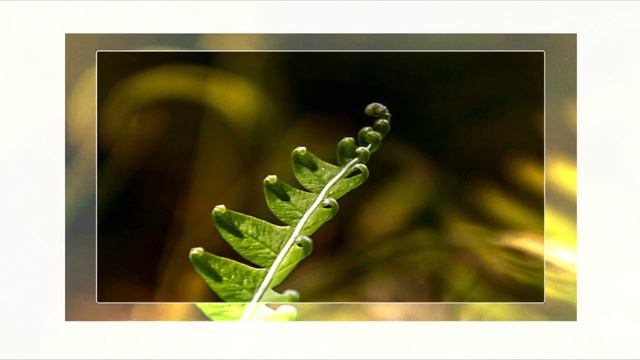 Nilotpala - Сказка