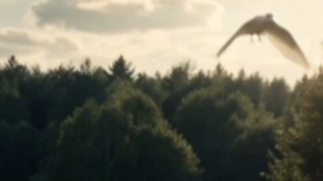 Чёрный ворон,не кружись/Black raven, don't spin around