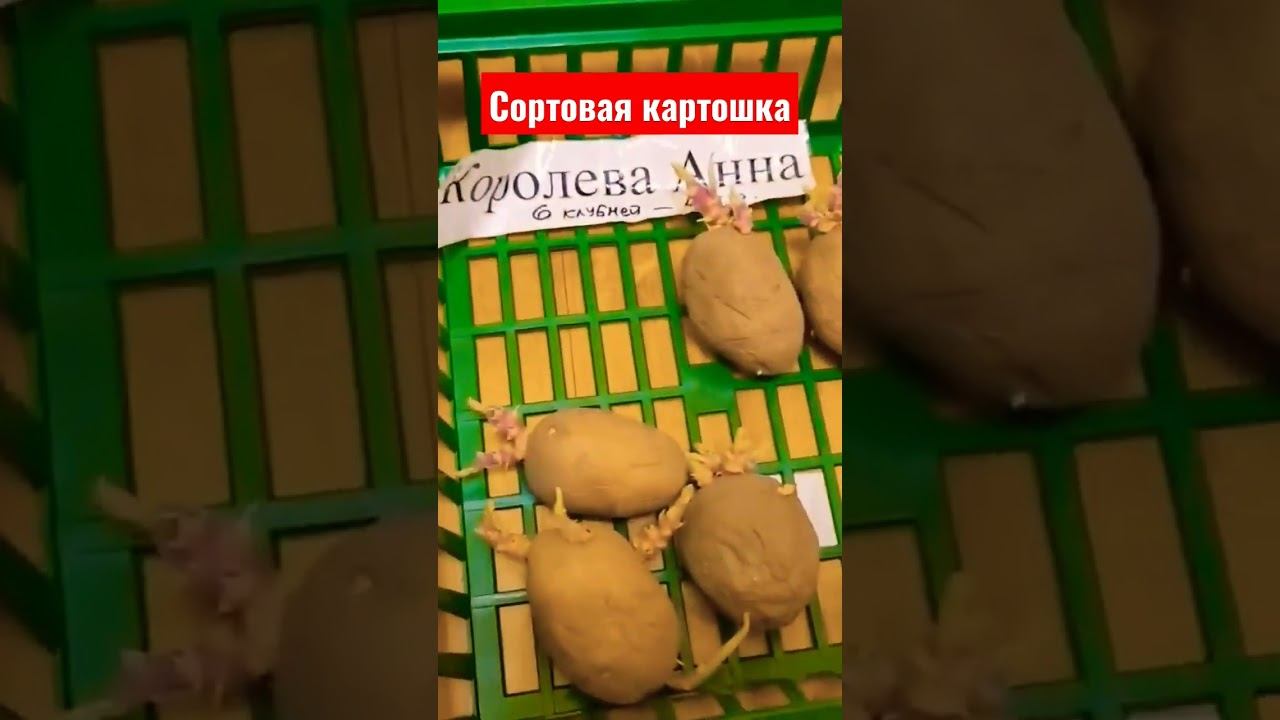 Какую картошку купить на посадку? Лучший сортовой картофель.