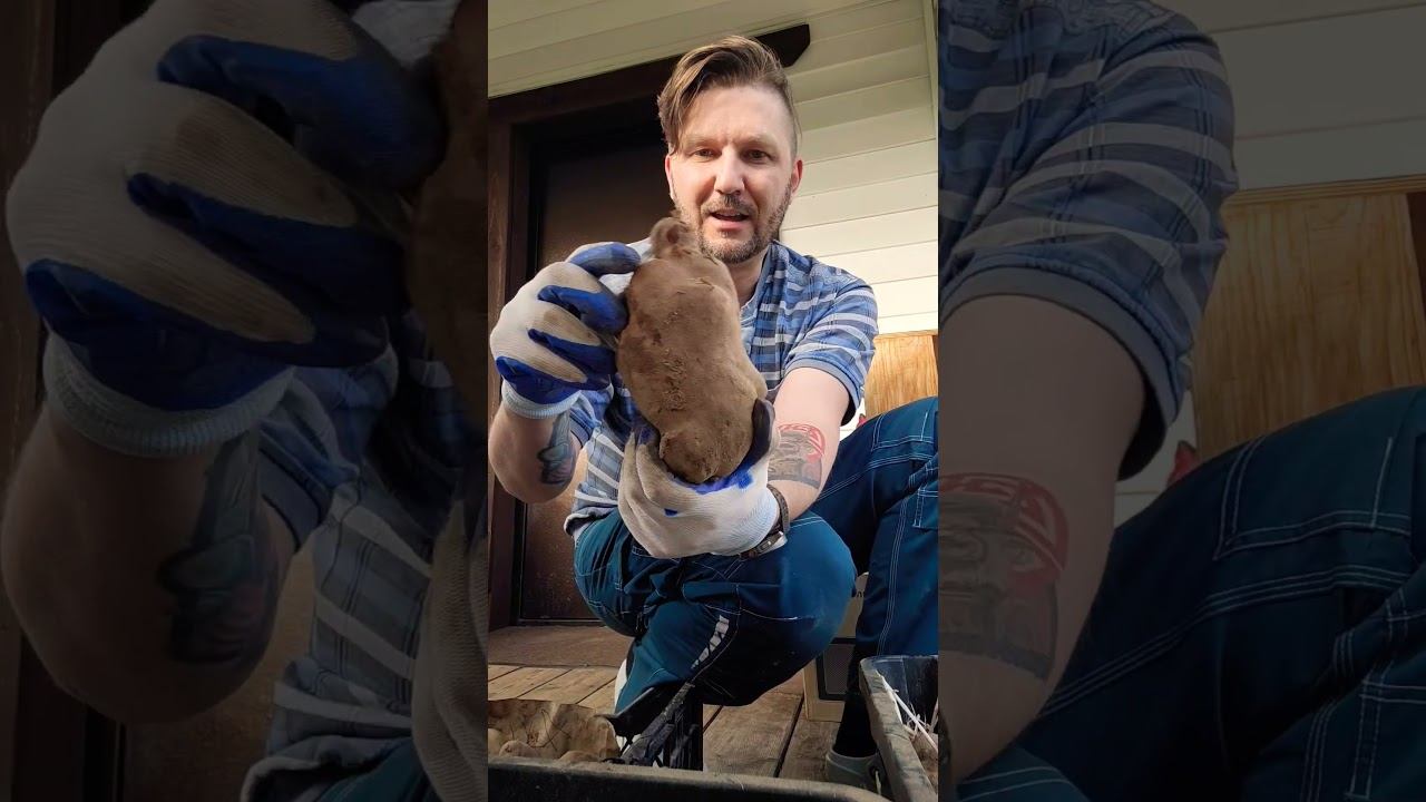 Что делать с картошкой которая проросла? #удачныевыходные #дача #картофель