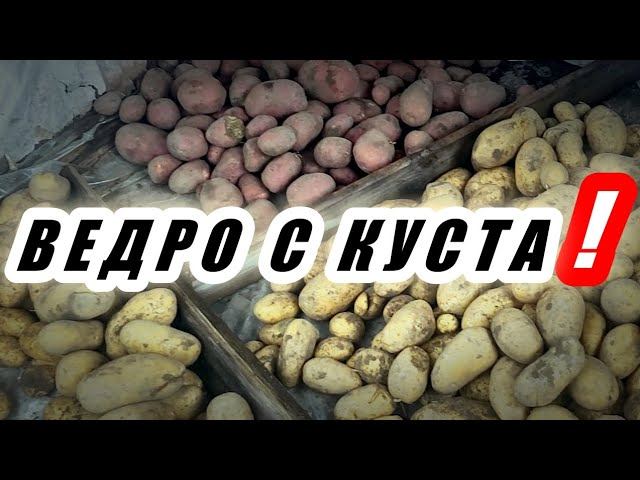 Лучшие СОРТА КАРТОФЕЛЯ для средней полосы. СЕМЕННОЙ КАРТОФЕЛЬ. Элитные сорта картошки.