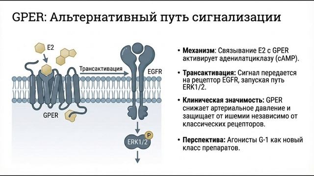 Эстрогеновый щит сердца: от молекулярных сигналов до системной защиты организма