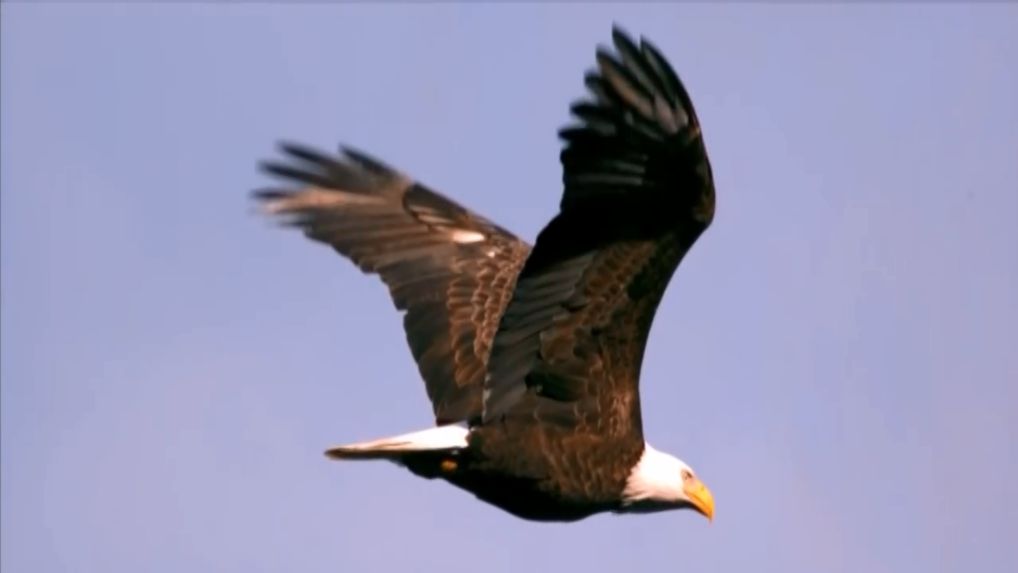 2019.10.09 Херувимская (из рукописных нот)