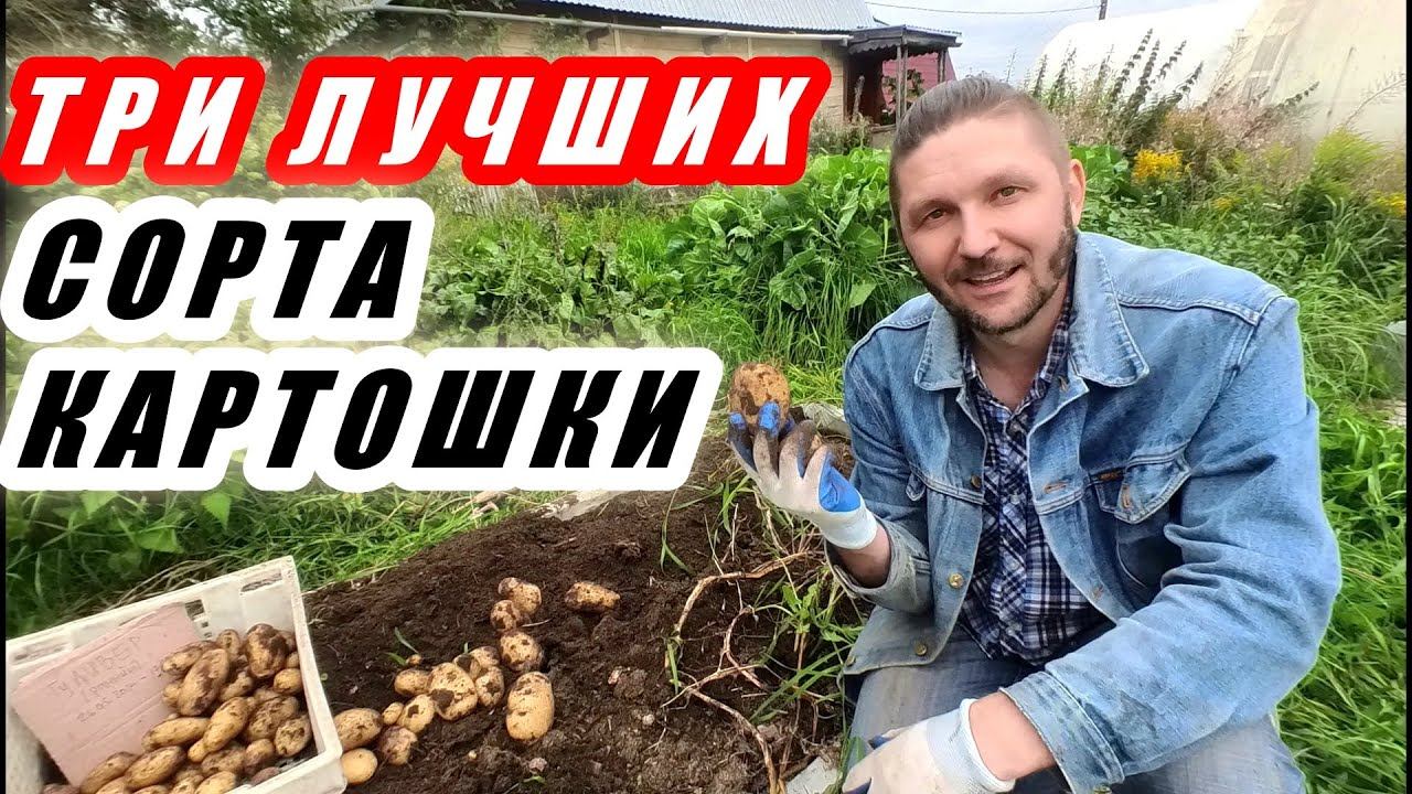 Три лучших сорта картофеля. Какой из них самый самый?